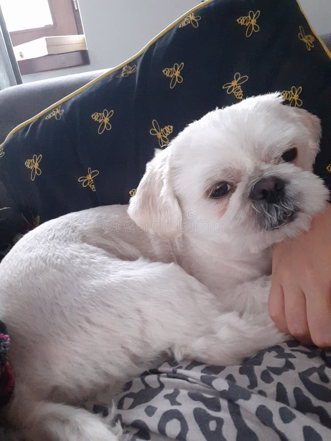 Mierda De Perro Dulce Tzu White Foto de archivo - Imagen de perro ...