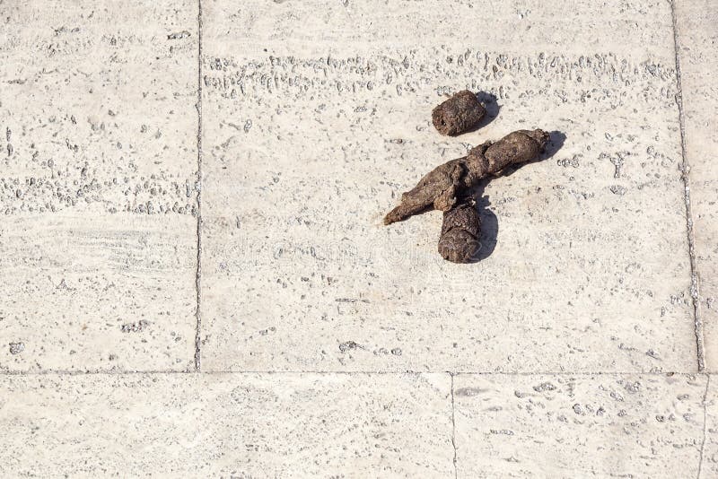Mierda De Perro En La Tierra Concreta En La Ciudad Imagen de archivo ...