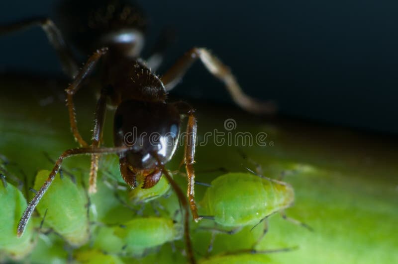 Mierenbeet een greenfly stock afbeelding. Image of macro - 82202559