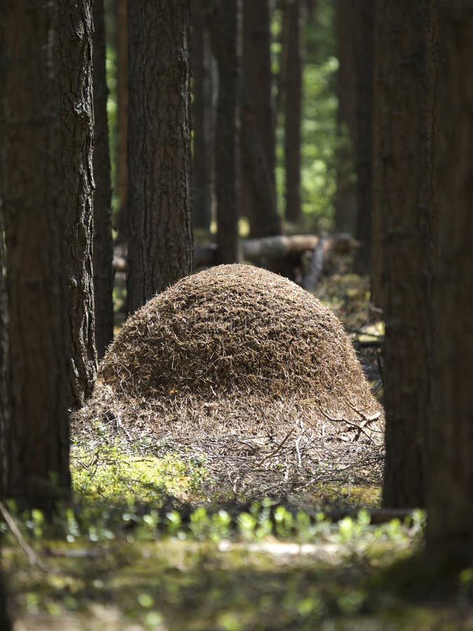Mierenhoop stock afbeelding. Image of mier, klei, vuil - 12011695