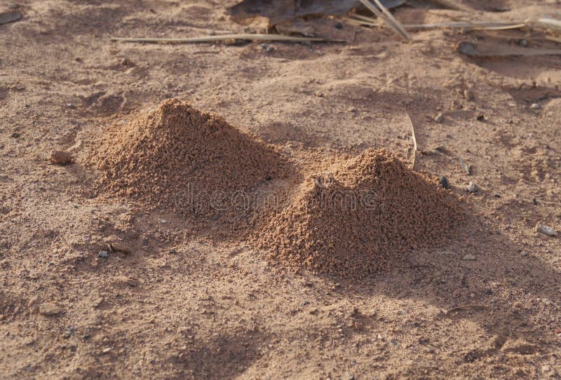 Mierenhopen in de woestijn stock afbeelding. Image of bogen - 51632643