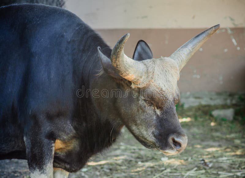Mighty big gayal stock image. Image of powerful, nmighty - 55215221