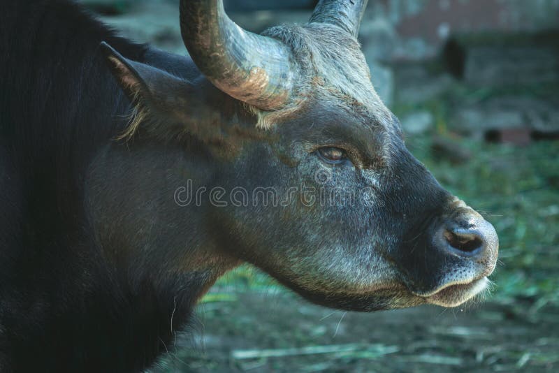 Mighty big gayal stock photo. Image of large, snout, strong - 55215262