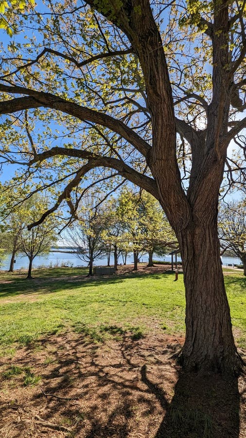 Mighty Big Oak in Park by the Lake Stock Photo - Image of mighty, lake ...