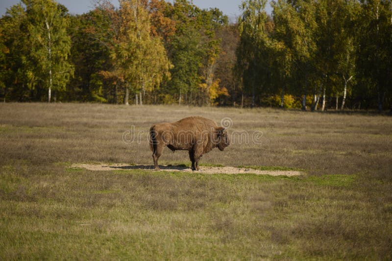 A Mighty Bison Stands in a Clearing.Bison, Side View. Bison Bonasus ...