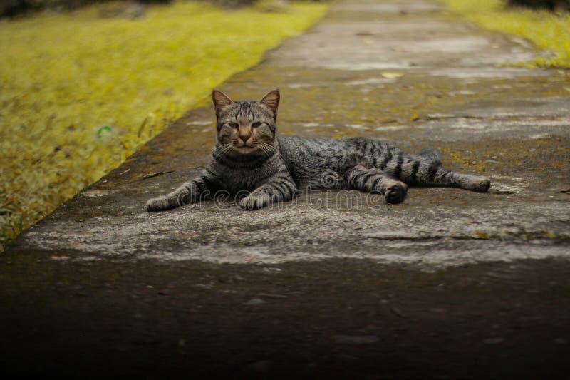 The mighty cat king stock image. Image of kucing, wildcat - 339261249