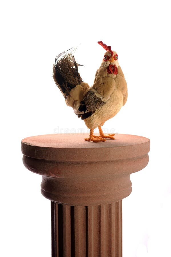 The Mighty Chicken stock image. Image of dangerous, chicken - 13358467