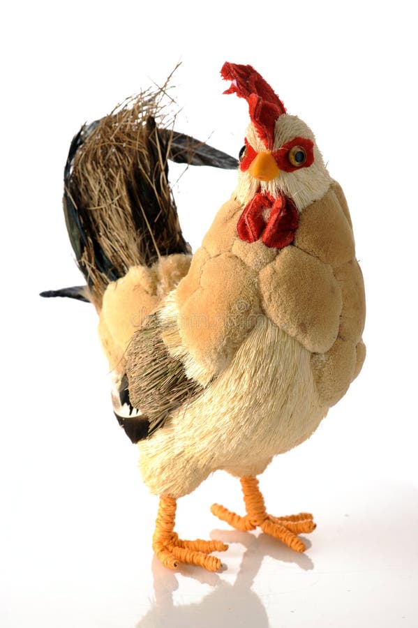 The Mighty Chicken stock photo. Image of male, fowl, master - 13360516