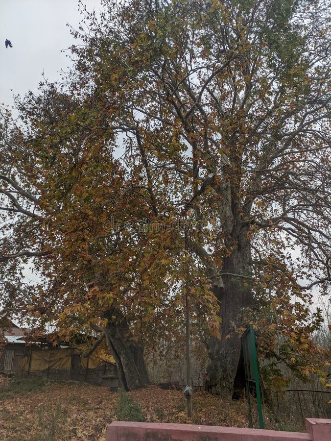 Mighty Chinar Tree in a Cloudy Autumn. Stock Photo - Image of branch ...