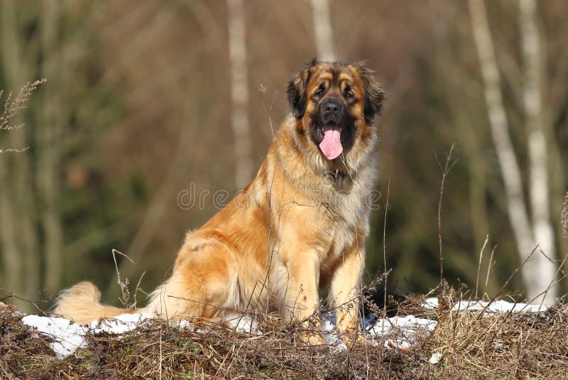 Mighty dog stock image. Image of tongue, leonberger, hairy - 29264115