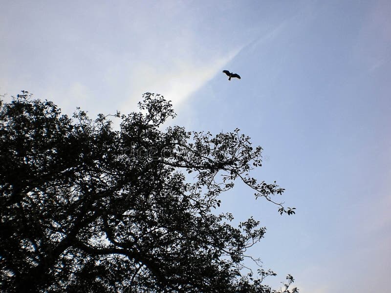 Mighty eagle takes flight stock image. Image of flight - 168448225