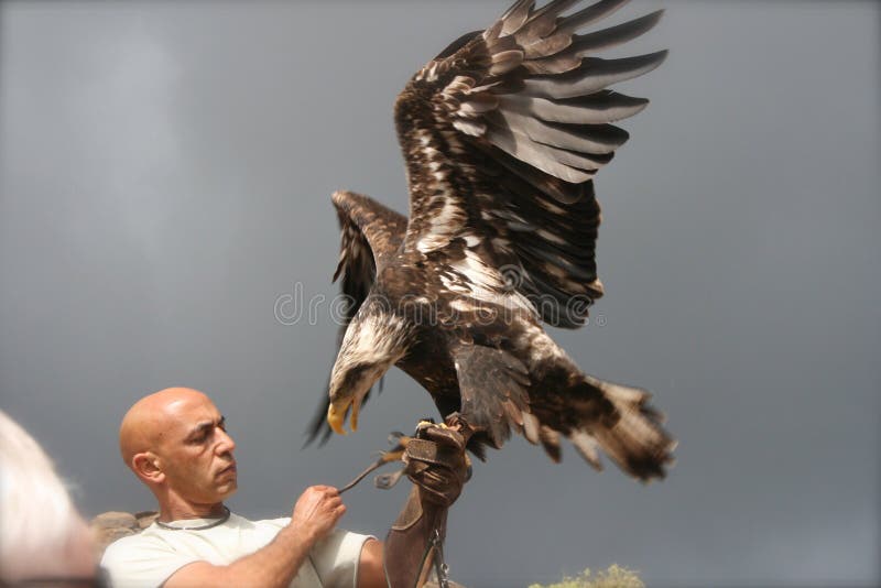 Mighty eagle stock image. Image of aquila, expression - 13397213
