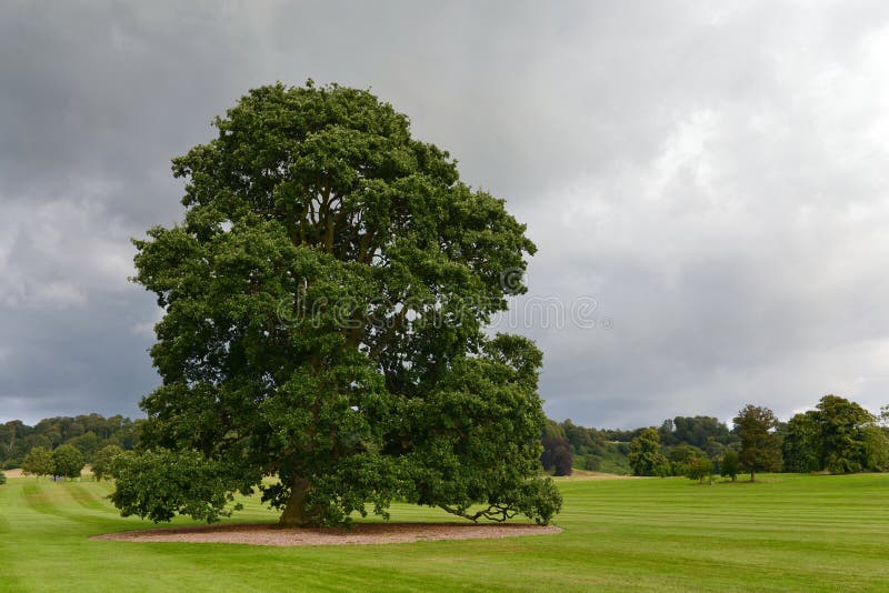 Oak Trees in a Green Field stock image. Image of beautiful - 242133139