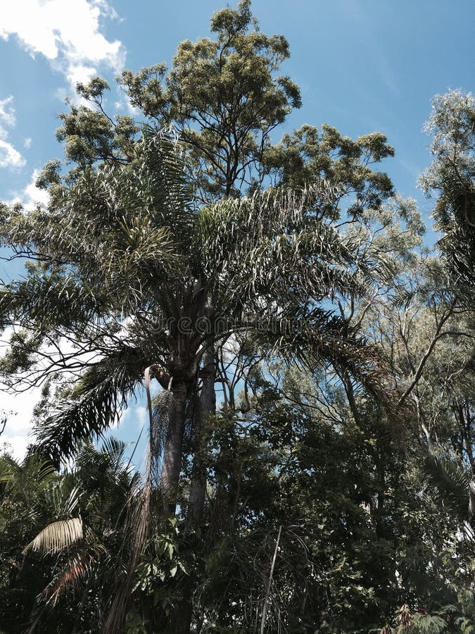 The mighty gum tree stock image. Image of stands, mighty - 51214479
