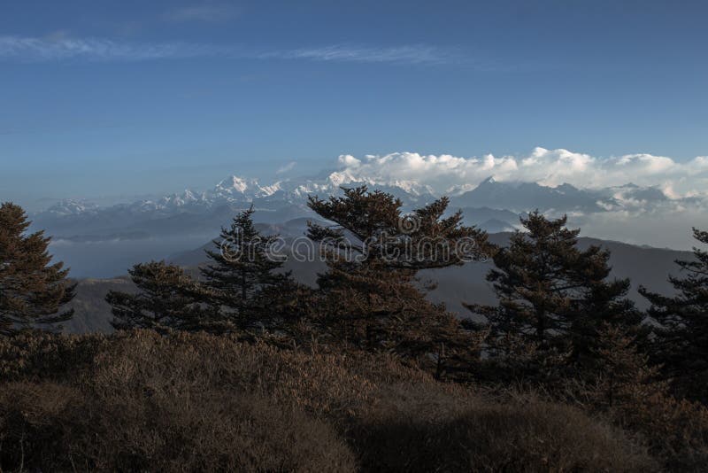 Himalayan Pink Mushrooms Drug Stock Photos - Free & Royalty-Free Stock ...