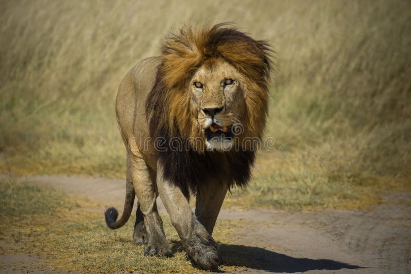Mighty Lion Watching the Hunt Stock Image - Image of dangerous ...