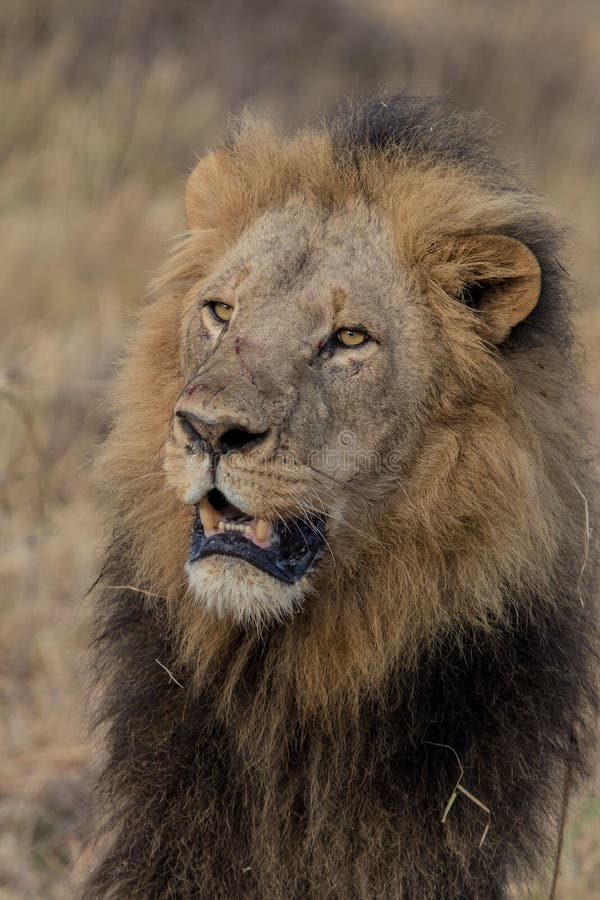 Mighty Lion Watching the Hunt Stock Image - Image of safari, leader ...