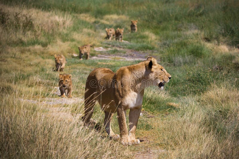 Mighty Lion Watching the Hunt Stock Photo - Image of feline, majestic ...