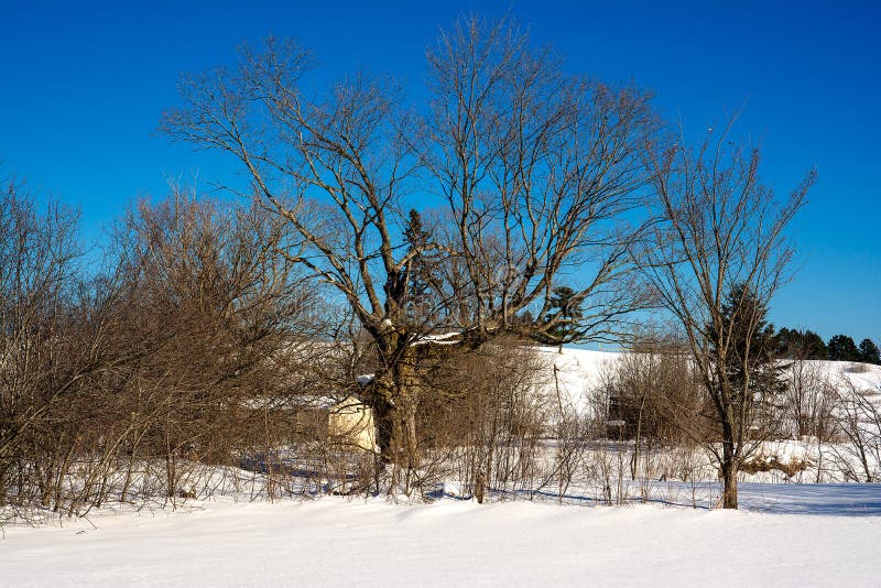 Mighty maple in winter stock photo. Image of frost, tree - 267251296
