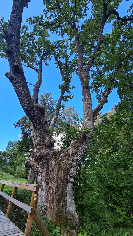 The Mighty Oak Tree Guards the Beginning of the Bridge Stock Image ...