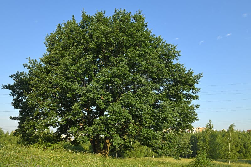 Mighty Oak Tree in Landscape Park. Moscow, Russia Stock Photo - Image ...