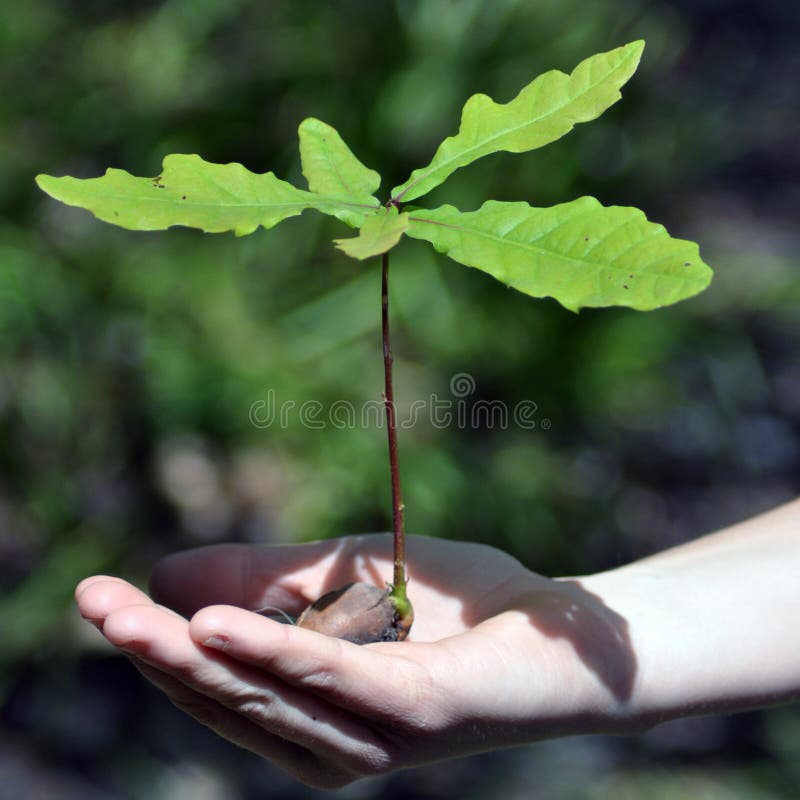 270+ Acorn tree Free Stock Photos - StockFreeImages