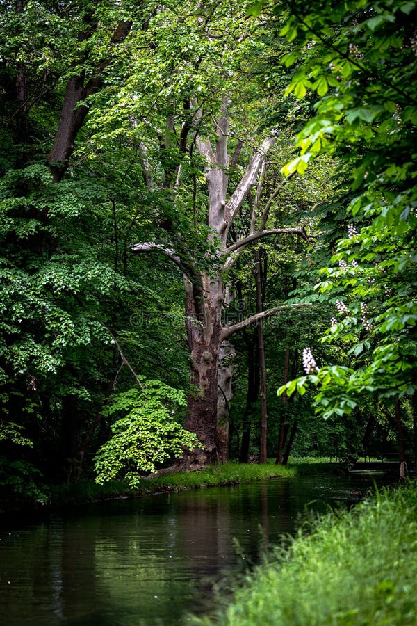 Mighty Old Tree Limbs Over the Brook Stock Image - Image of woodland ...