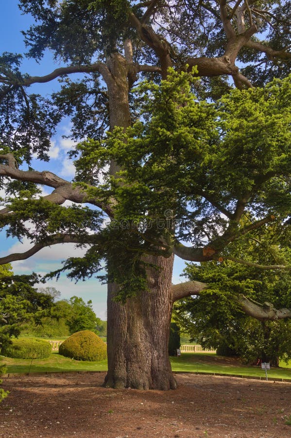 Massive Pine Tree - Sudeley Castle- Gloucestershire - England Stock ...