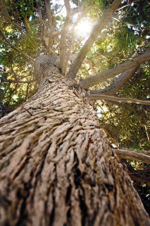 Looking Up the Trunk of a Tall Pine Tree Stock Image - Image of forest ...