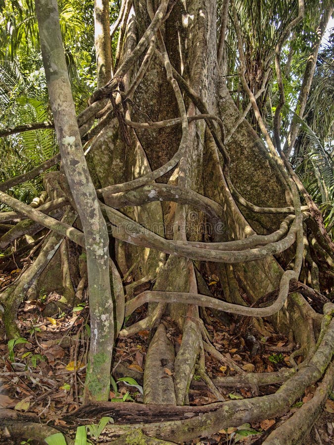 Mighty Plate-like Roots of Forest Trees, Amazon, Peru Stock Photo ...
