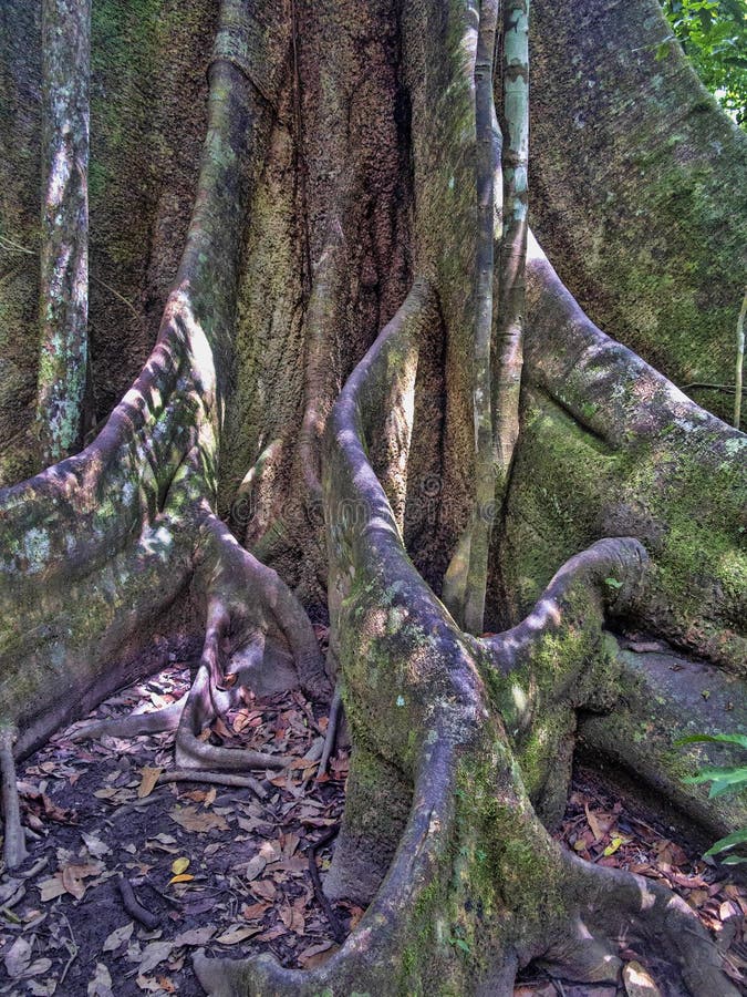 Mighty Plate-like Roots of Forest Trees, Amazon, Peru Stock Image ...