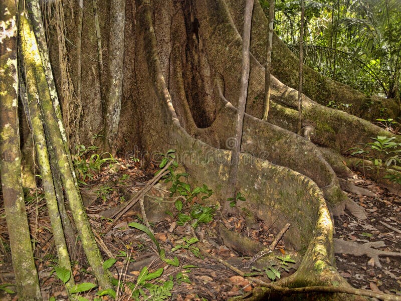 Mighty Plate-like Roots of Forest Trees, Amazon, Peru Stock Photo ...