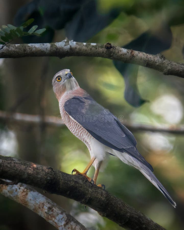 Shikra Bird, Natural, Nature Stock Photo - Image of hunt, bird: 165221416