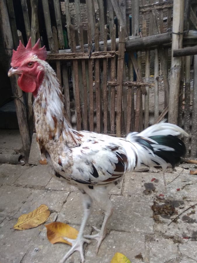 A Mighty Rooster Crows in the Morning and Like Stock Image - Image of ...