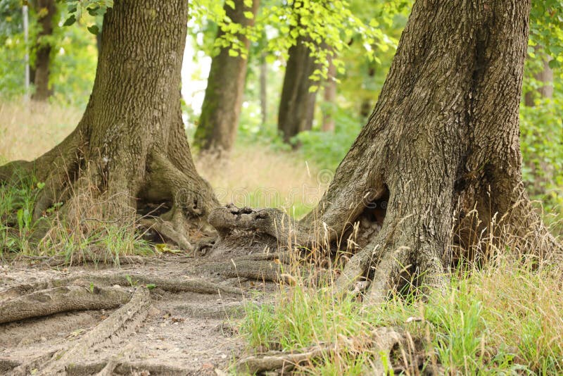 Mighty Roots of an Old Tree in Green Forest in Daytime Stock Photo ...