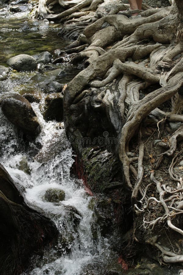Mighty roots of trees stock image. Image of rest, grace - 94341281