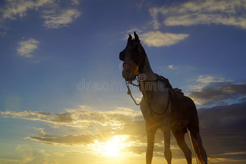 Mighty Stallion stock photo. Image of mighty, stallion - 102878448