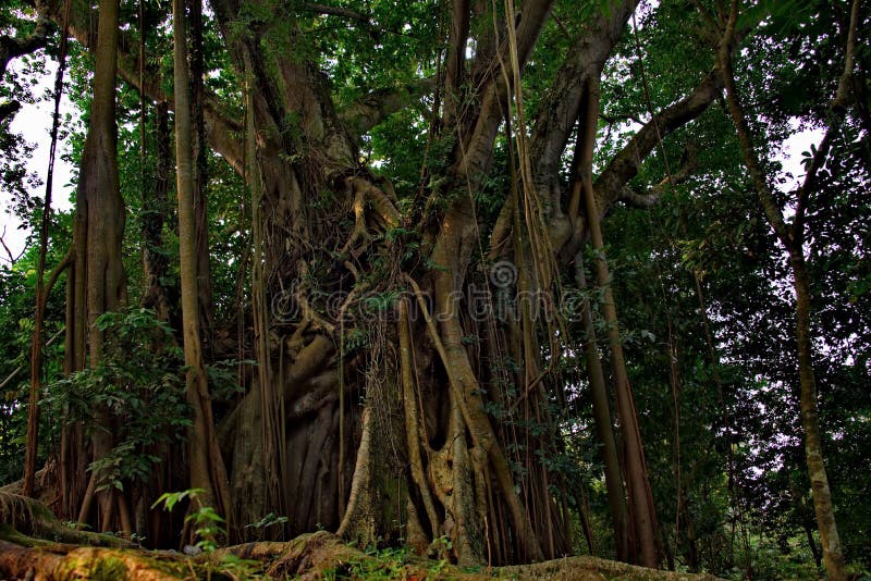 The Mighty Tree of Indian Temples Stock Photo - Image of ancient, state ...