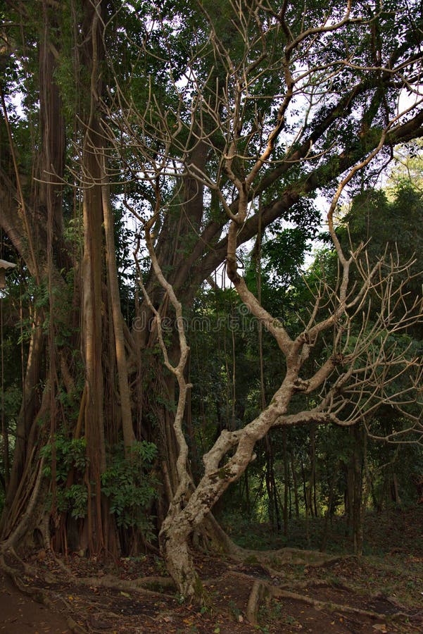 The Mighty Tree of Indian Temples Stock Image - Image of stone, asia ...