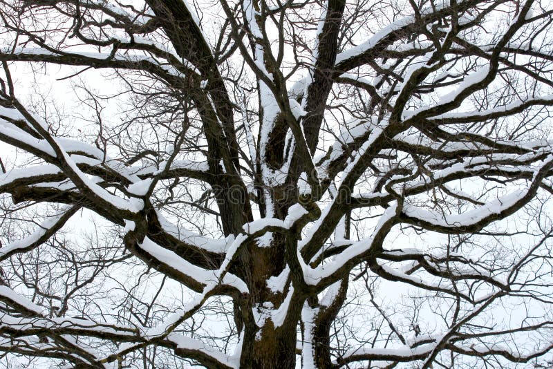 Mighty Tree Trunk with Large Branches Covered in Winter Snow Stock ...