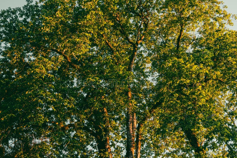 Mighty Trees by Bogstad Farm, Oslo, in the Evening Light. Stock Photo ...