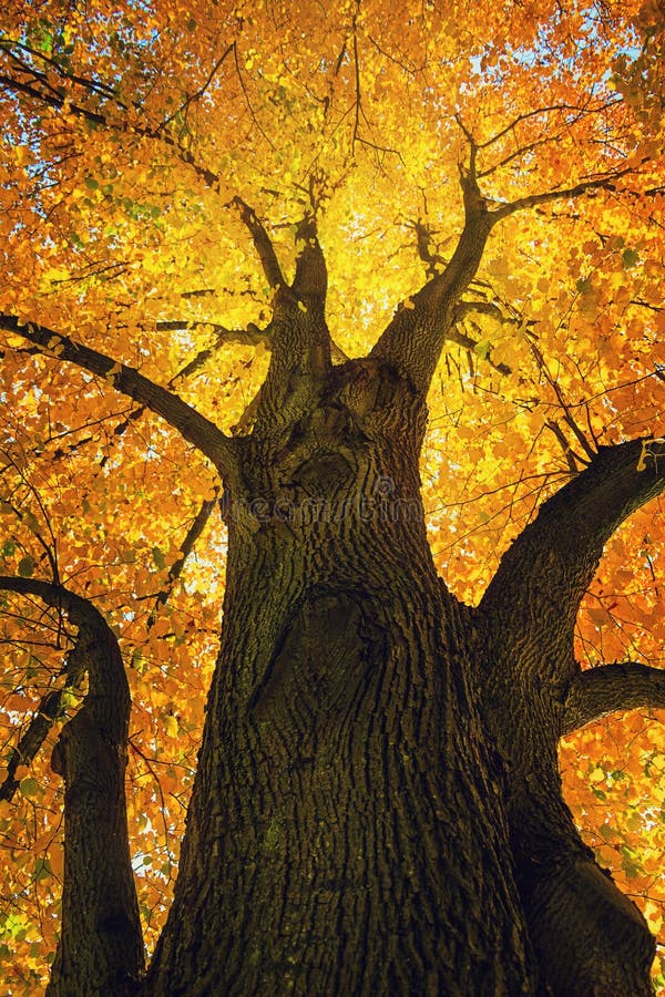 Mighty Trunk Autumnal Tree. Stock Image - Image of scene, brown: 70572715