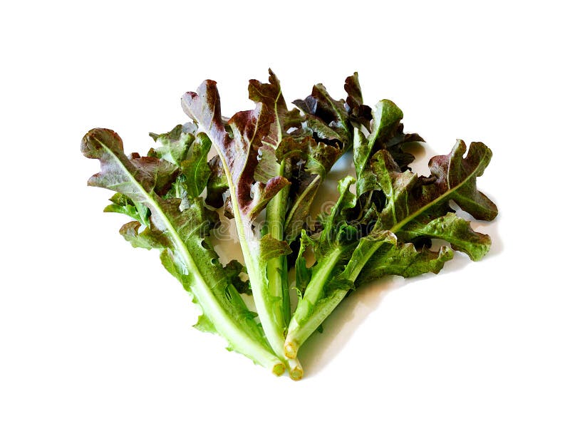 Baby Endive stock photo. Image of fiber, endive, isolated - 14211356