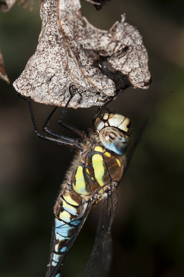 Migrant Hawker stock image. Image of black, grey, head - 26509851