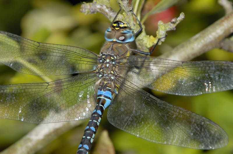 Migrant Hawker Dragonfly stock photo. Image of wildlife - 45821158
