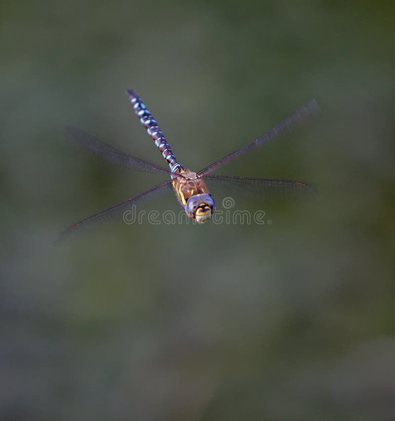 Migrant Hawker stock image. Image of inflight, insect - 47422617