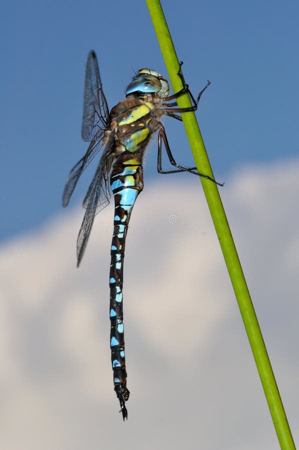 Migrant Hawker Dragonfly Side View Stock Image - Image of aeshna ...