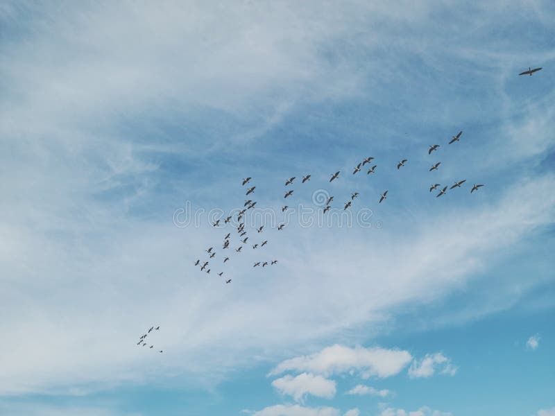 Migrating Birds Heading South Stock Image - Image of bird, wing: 179689581