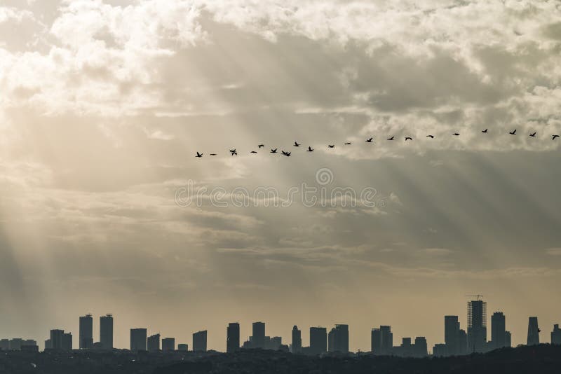 Migrating birds stock image. Image of rkapara, istanbul - 117758501