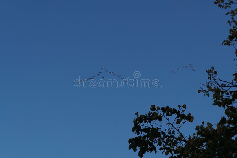 Migrating Birds in the Sky in Fall Stock Image - Image of beautiful ...